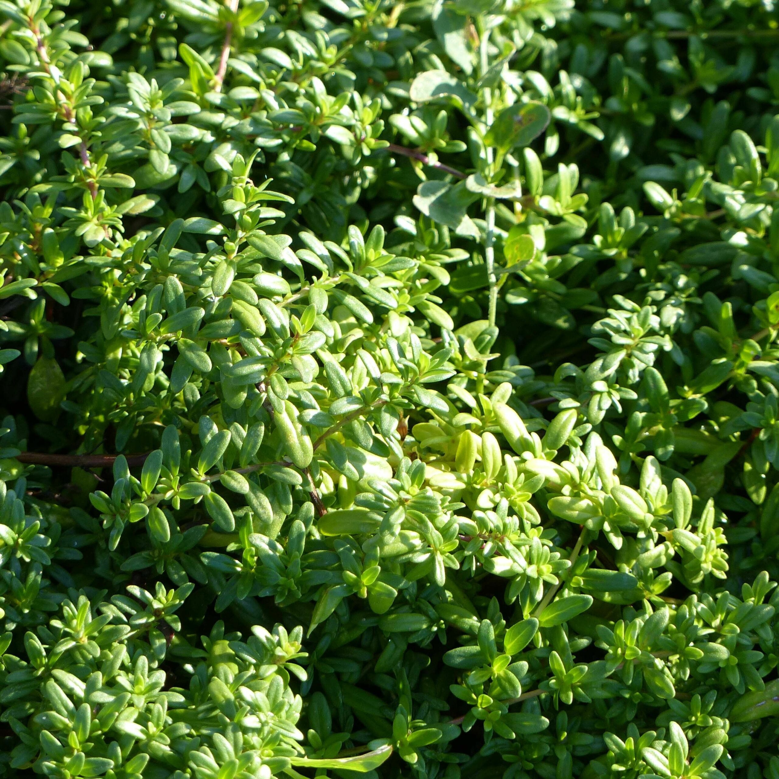 Thym Rampant - Pépinière AB Des Forêts à Croquer