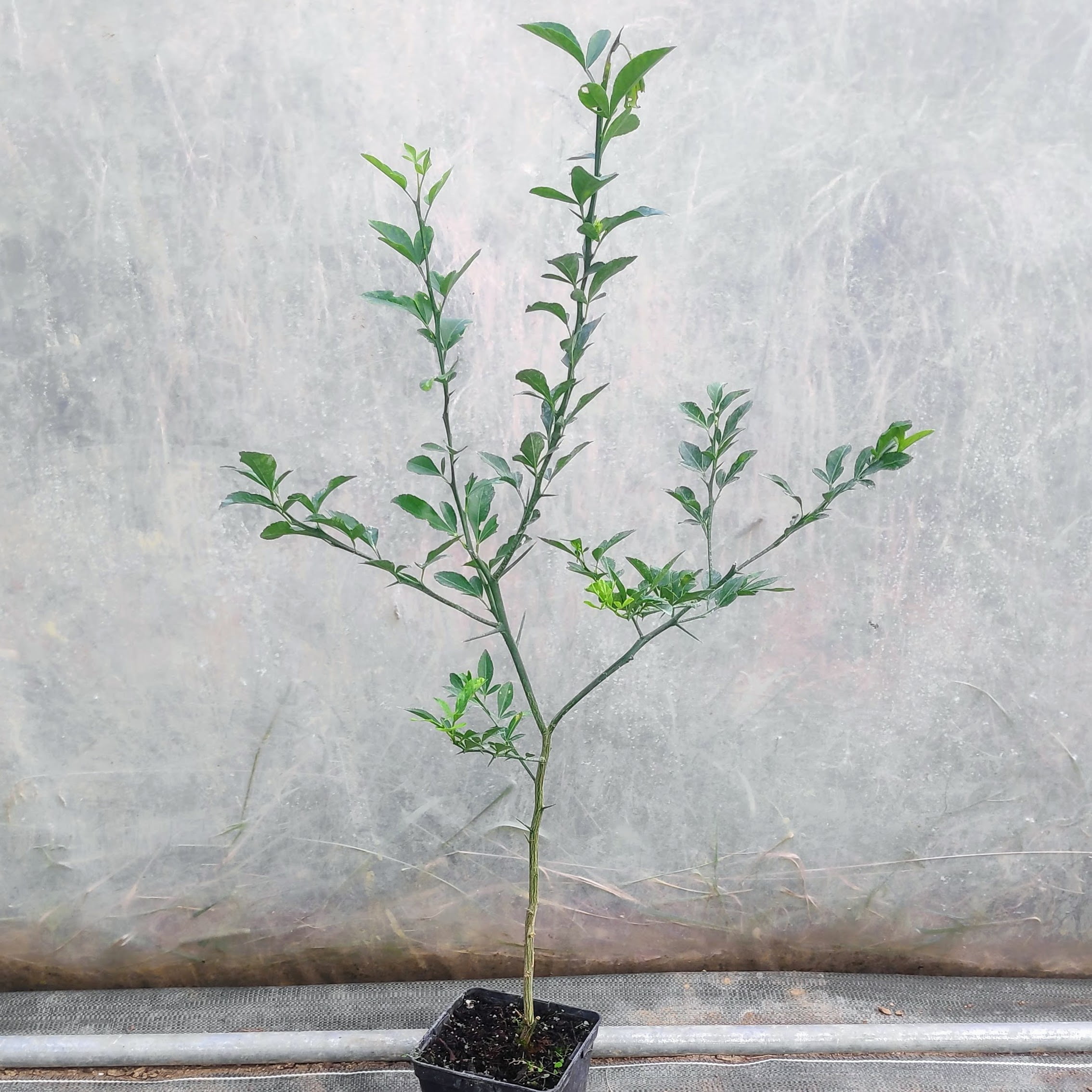 Forner Alcaide® 5 - Porte greffe citrus - Pépinière AB Des Forêts à Croquer